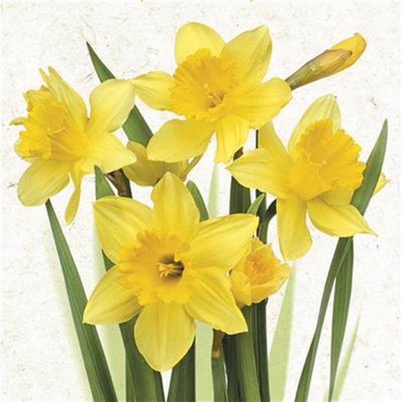 PAPER NAPKINS DAFFODILS – Walton Wood Farm